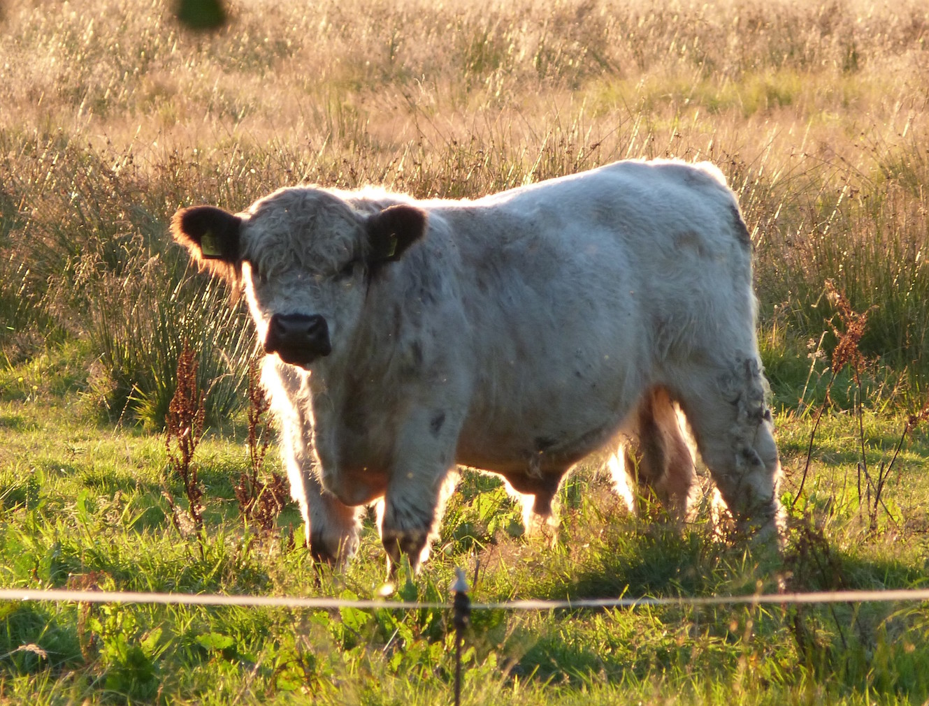 Galloway – Beenthof